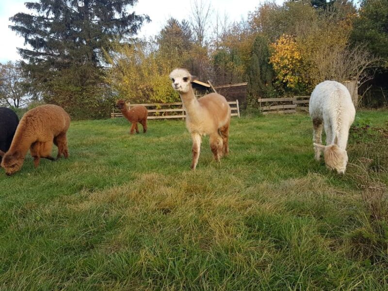 Braunschweig: Alpaca Trekking Tour - Introduction