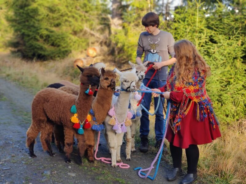 Braunschweig: Alpaca Trekking Tour - Key Points