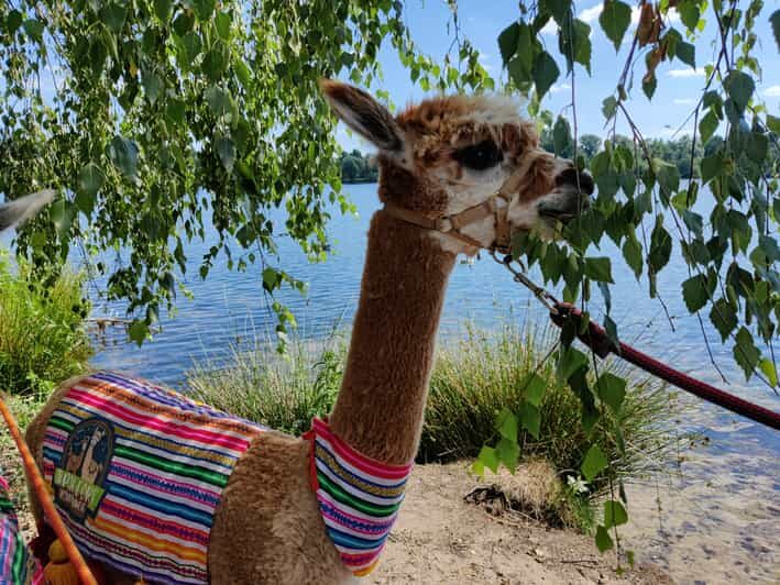 Braunschweig: Alpaca Trekking Tour - Detailed Breakdown of the Itinerary