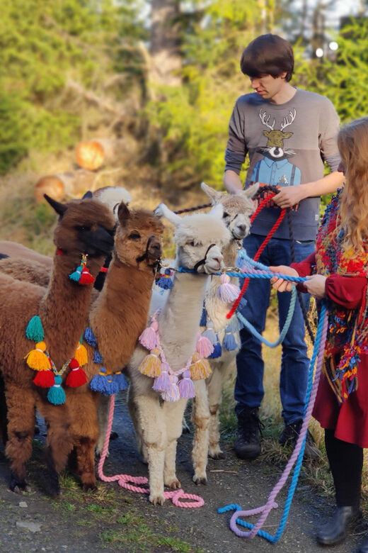 Braunschweig: Alpaca Trekking Tour - Who Will Love This Tour?