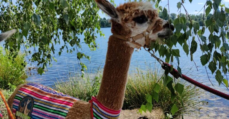 Braunschweig: Alpaca Trekking Tour - Final Thoughts: Is It Worth It?