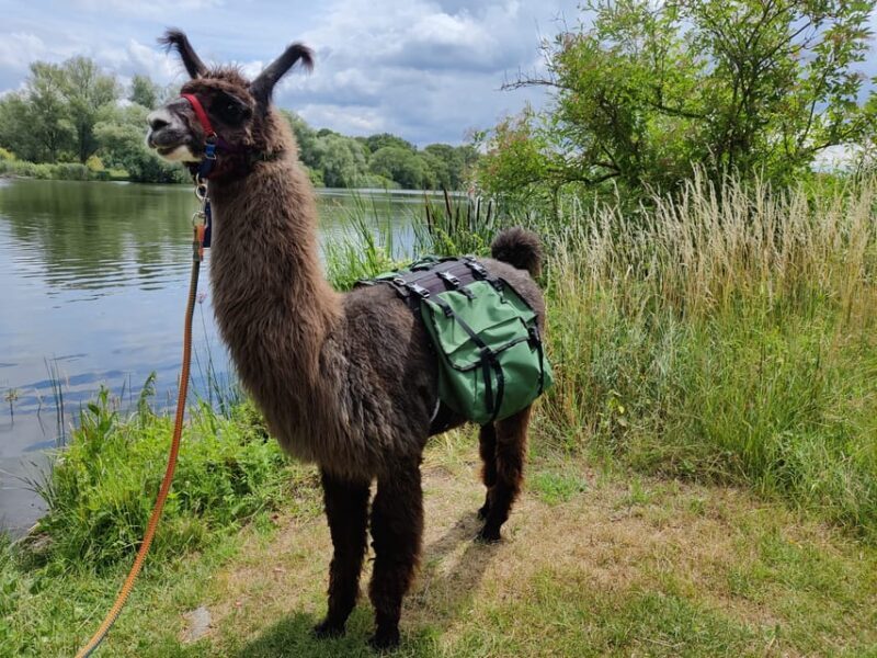Braunschweig: Alpaca Trekking Tour - FAQ