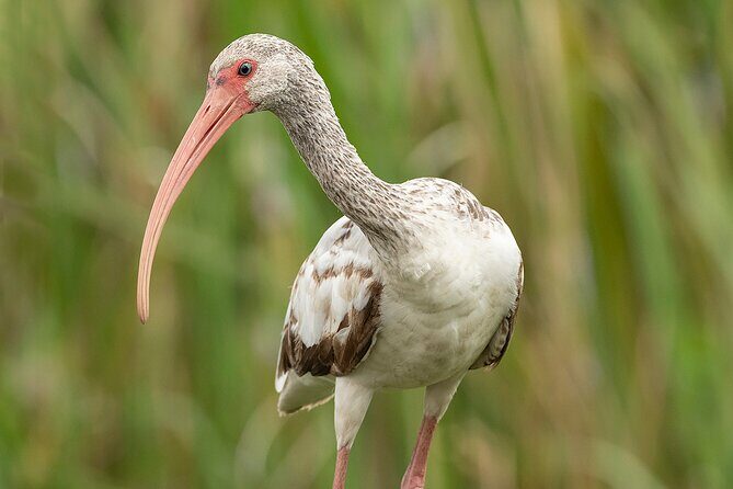 Brazos Bend Wildlife and Nature Tour - Frequently Asked Questions