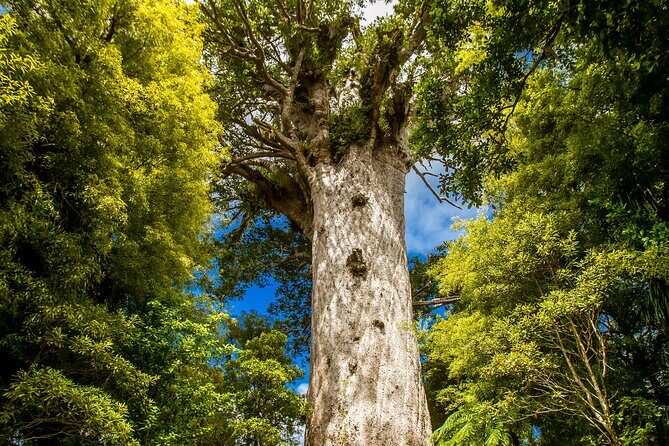Breathtaking Six Day Northland Tour Offered in English & German - The Magnificence of the Kauri Forest