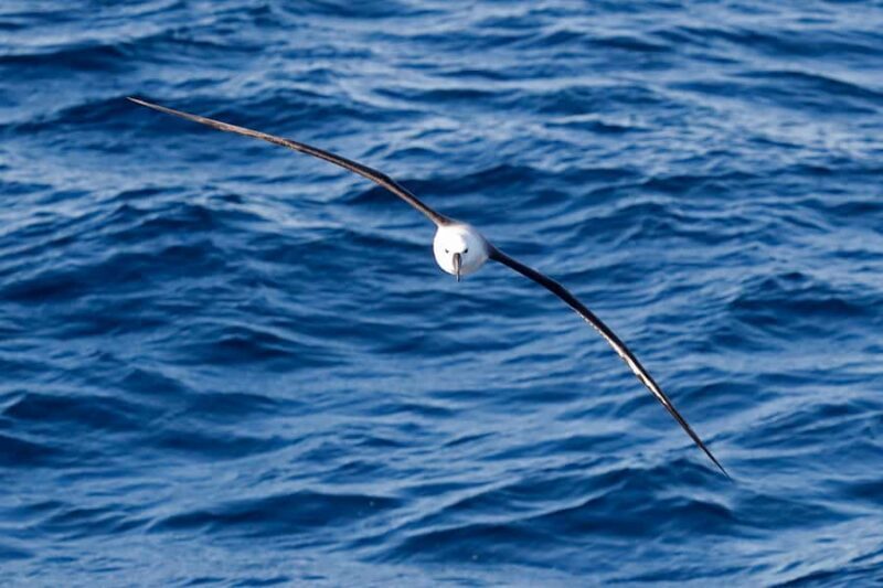 Bremer Bay: Bremer Canyon Killer Whale Expedition - Final Thoughts: Is It Worth It?