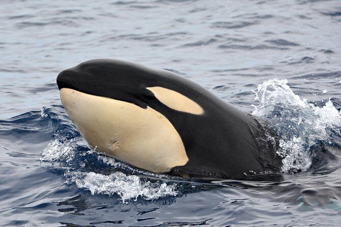 Bremer Bay Orca Experience - An Overview of the Bremer Bay Orca Experience