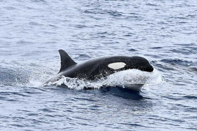 Bremer Bay Orca Experience - The Itinerary: What to Expect