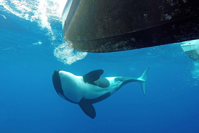 Bremer Bay Orca Experience - Authentic Feedback: What Travelers Love