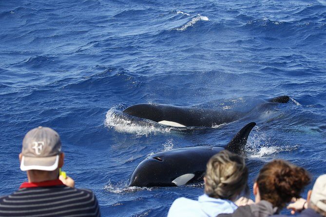 Bremer Bay Orca Experience - FAQ: Your Questions About the Bremer Bay Orca Experience
