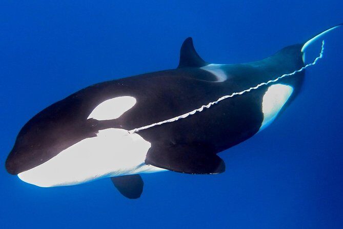 Bremer Canyon Killer Whale (Orca) Expedition - An In-Depth Look at the Bremer Canyon Killer Whale Expedition