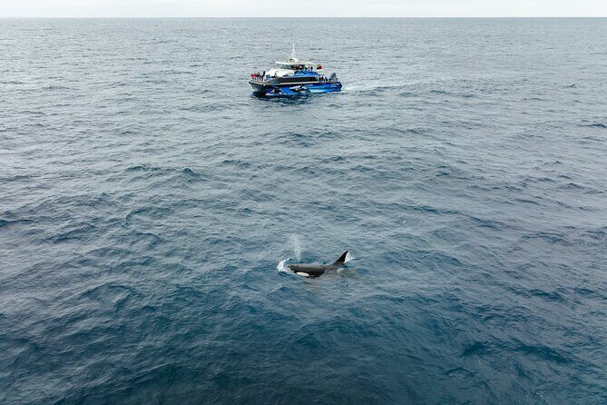 Bremer Canyon Killer Whale (Orca) Expedition - Frequently Asked Questions