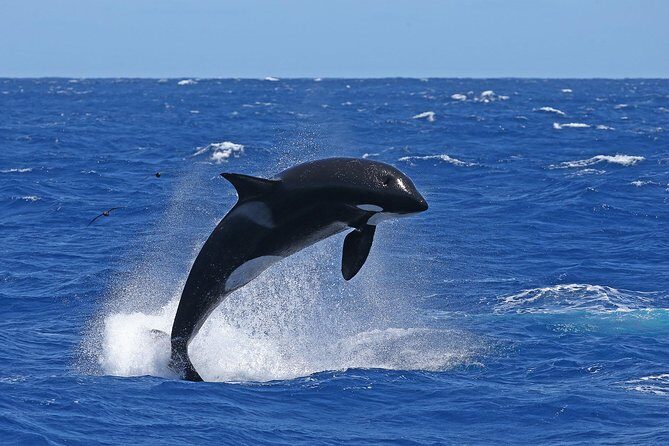 Bremer Canyon Killer Whale (Orca) Expedition - Final Word