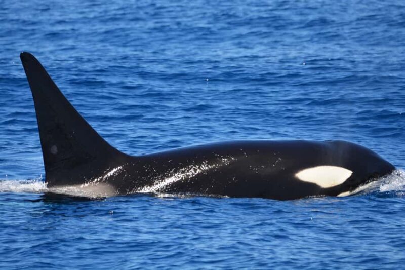 Bremer Canyon Orca Experience from Bremer Bay - Key Points