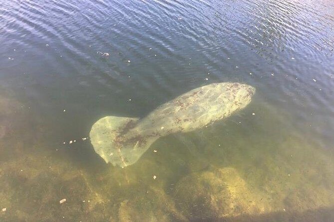 Brevard County Tours, dolphin and manatee tours in Palm Bay, FL - An In-Depth Look at the Tour Experience