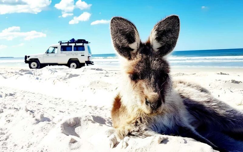 Bribie Island: Sea to Table 4WD, Kayak, & Seafood Lunch Tour - FAQ