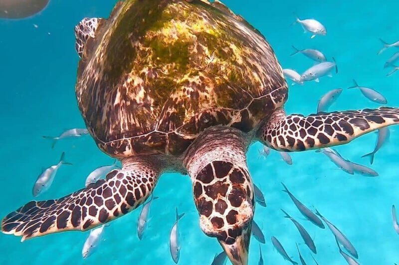 Bridgetown: Carlisle Bay Turtle and Shipwreck Boat Cruise - An Inviting Introduction to Barbados Underwater World
