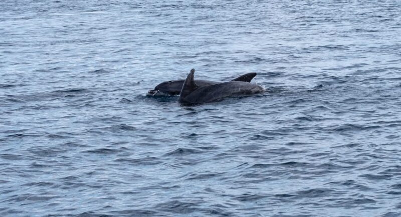 Brijuni Islands: Sunset & Dolphins private boat tour - Introduction to the Tour Experience