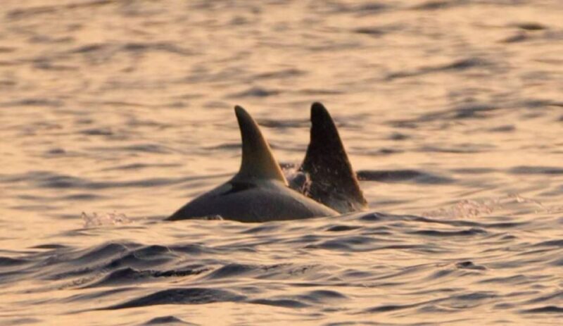 Brijuni Islands: Sunset & Dolphins private boat tour - The Itinerary In Detail