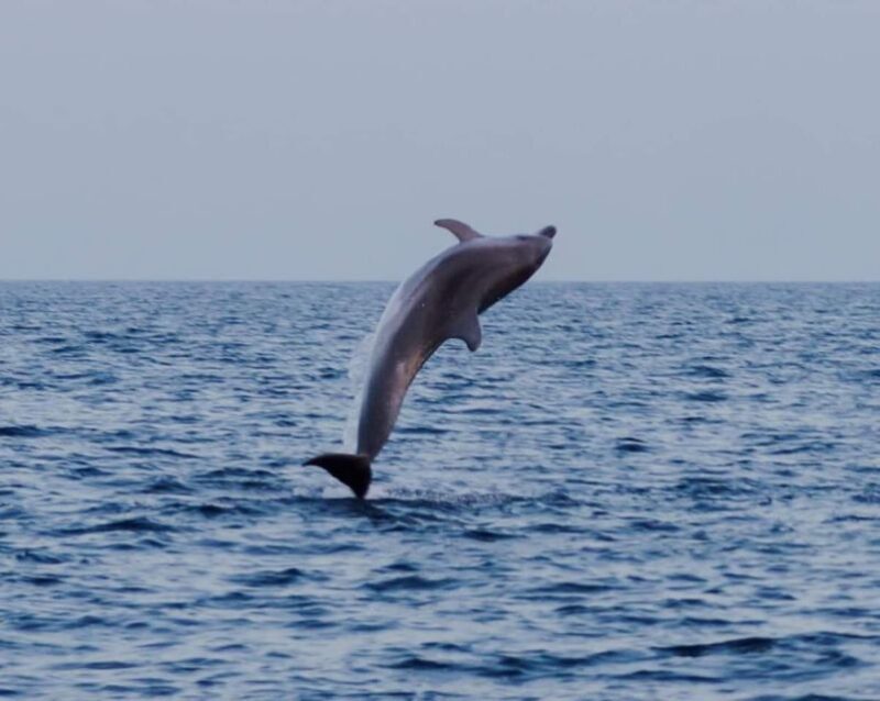 Brijuni Islands: Sunset & Dolphins private boat tour - Who Will Love This Tour?