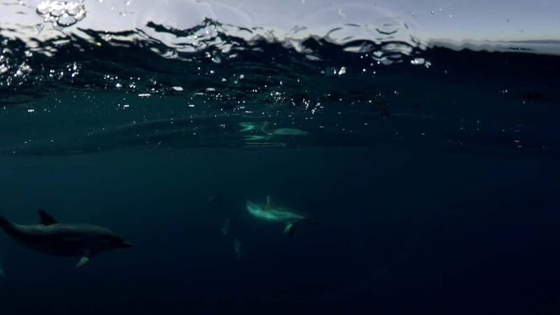 Brindisi: Kayaking at Sant'Andrea Island - Practical Details and What’s Included