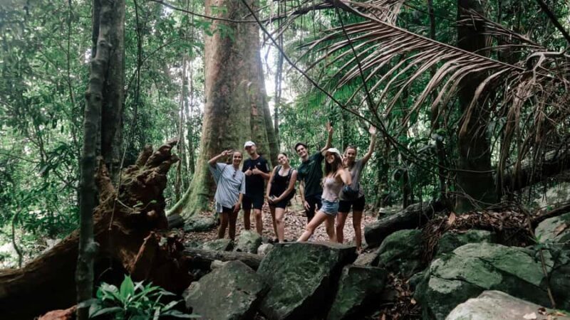 Brisbane: 6 Waterfalls, Koalas & Natural Bridge Day Tour - The Experience: What to Expect and How It Feels