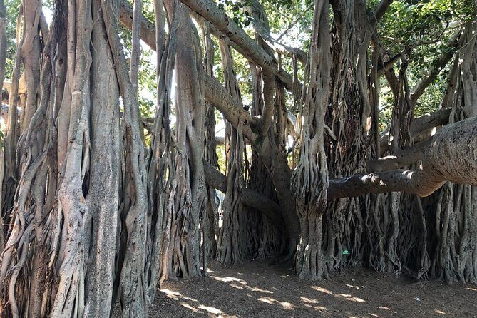 Brisbane City Highlights Sightseeing Tour - Practical Details and What You Need to Know
