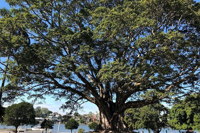 Brisbane City Highlights Sightseeing Tour - FAQs