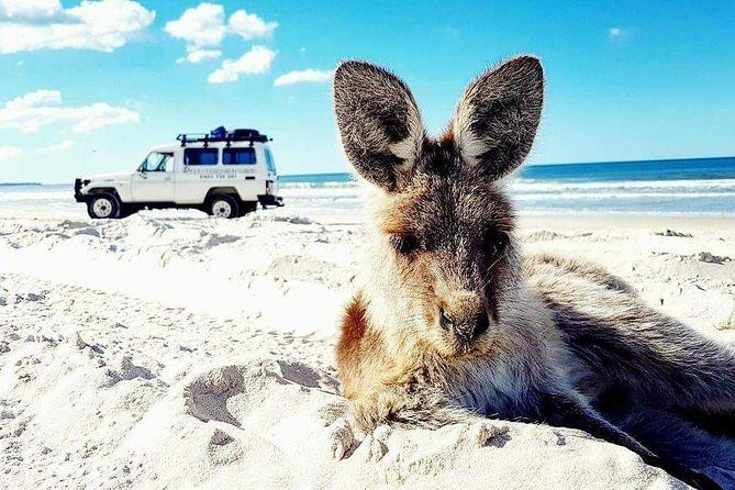 Brisbane day trip to Bribie Island - Key Points