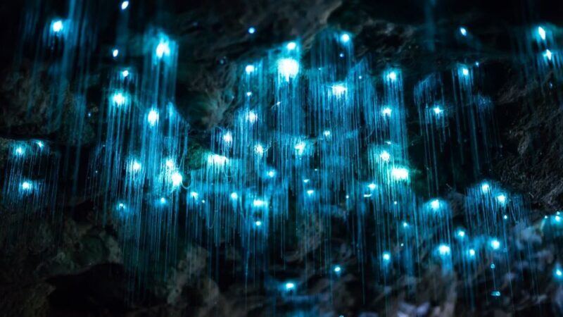 Brisbane: Daytime Glow Worm Caves Hop-on Hop-off Bus Tour - An Honest Breakdown of the Tour