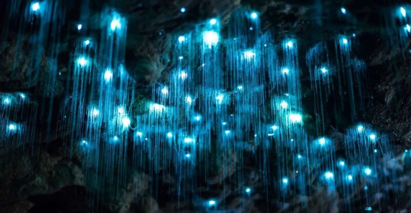 Brisbane: Daytime Glow Worm Caves Hop-on Hop-off Bus Tour - Practical Details: What You Need to Know