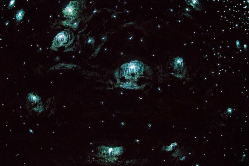 Brisbane: Daytime Glow Worm Caves Hop-on Hop-off Bus Tour - Who Will Love This Tour?