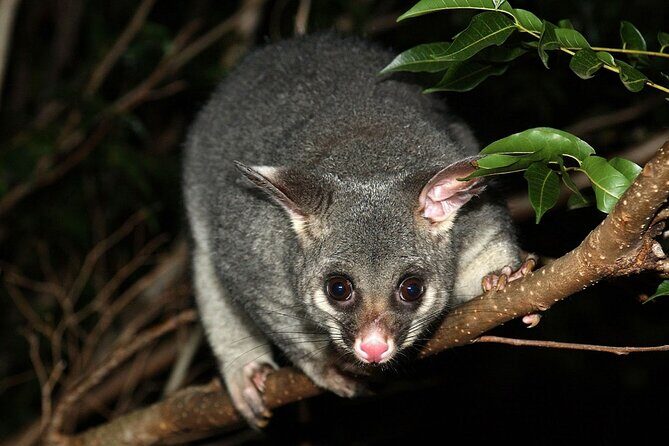 Brisbane Drive by Night - Private Tour - FAQs