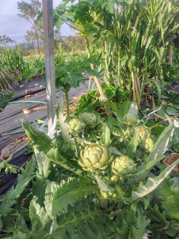 Brisbane Farm Day Trip | Ellia's Garden Scenic Rim - Why This Trip Works