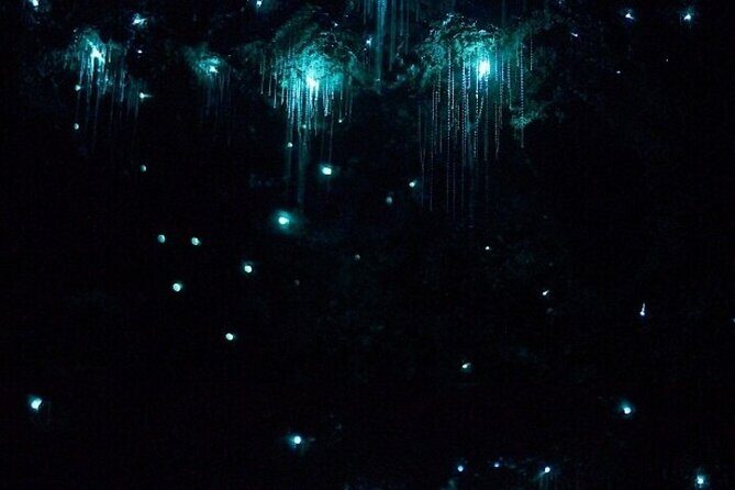 Brisbane: Glow Worms, Sunset, Telescope Stargazing & Dinner - Informed by Reviews: Real Traveler Insights
