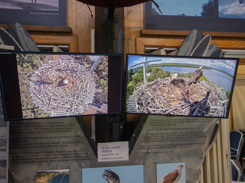 Brisbane: Kangaroos, Birds and Mangroves Coastal Tour - Introduction: Why This Tour Stands Out
