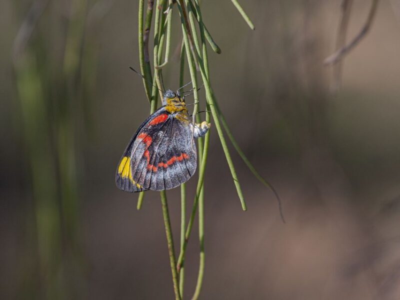 Brisbane: Kangaroos, Birds and Mangroves Coastal Tour - Practical Details: What This Tour Means for You
