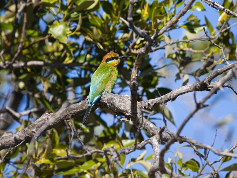Brisbane: Kangaroos, Birds and Mangroves Coastal Tour - The Balance of Value and Experience
