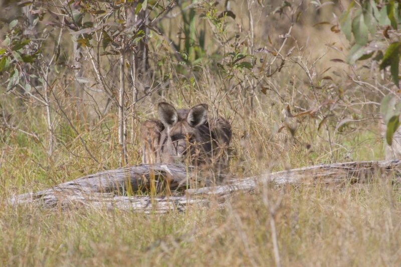Brisbane: Kangaroos, Birds and Mangroves Coastal Tour - Who Would Love This Tour?