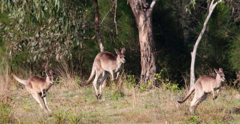Brisbane: Kangaroos, Birds and Mangroves Coastal Tour - Final Thoughts