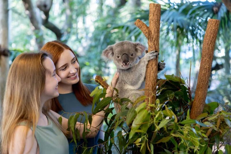 Brisbane: Lone Pine Koala Sanctuary Day Pass - An Introduction to the Sanctuary Experience