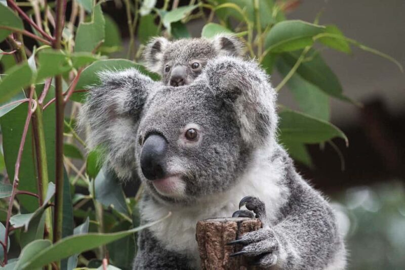 Brisbane: Lone Pine Koala Sanctuary Day Pass - The Educational and Entertainment Aspects