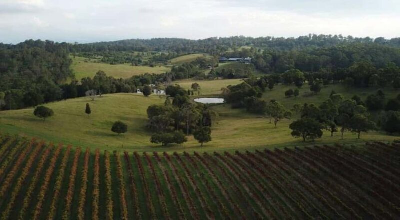 Brisbane: Picnic in the Vines - The Breakdown: Why You Might Love It