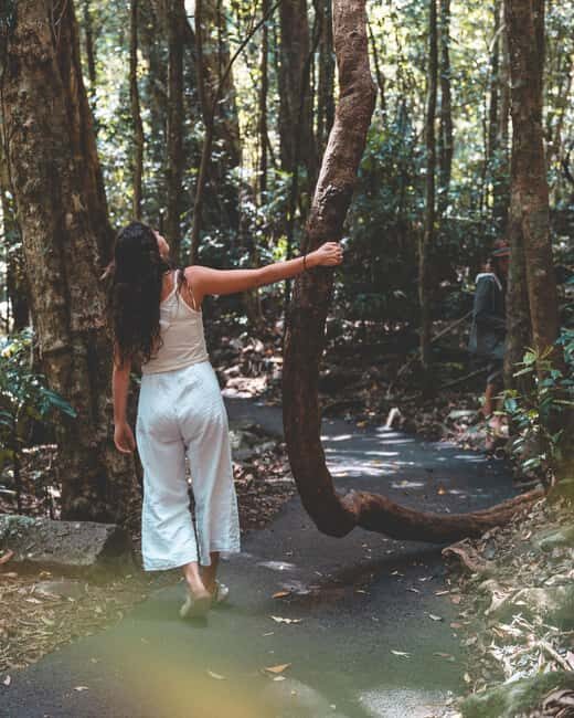 Brisbane: Rainforests, Waterfalls and Glow Worm Cave Tour - Practical Tips for Travelers