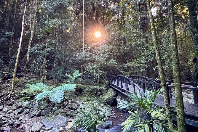 Brisbane: Springbrook 7 Waterfalls and Natural Bridge Day Tour - Caveats and Considerations