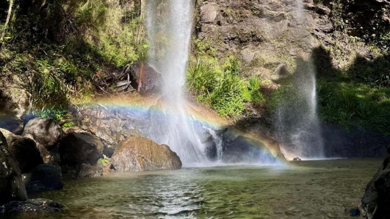 Brisbane: Springbrook 7 Waterfalls and Natural Bridge Tour - Authentic Wildlife Encounters and Unique Finds