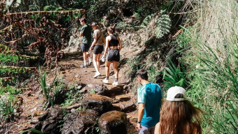 Brisbane: Springbrook 7 Waterfalls and Natural Bridge Tour - The Practical Side: What You Need to Know