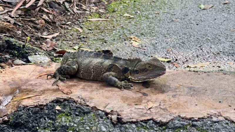 Brisbane: Springbrook 7 Waterfalls and Natural Bridge Tour - Who Should Consider This Tour?