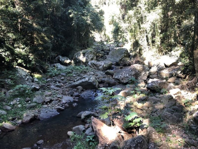 Brisbane: Springbrook and Mt Tamborine Glow Worm and Skywalk - Challenges and Considerations