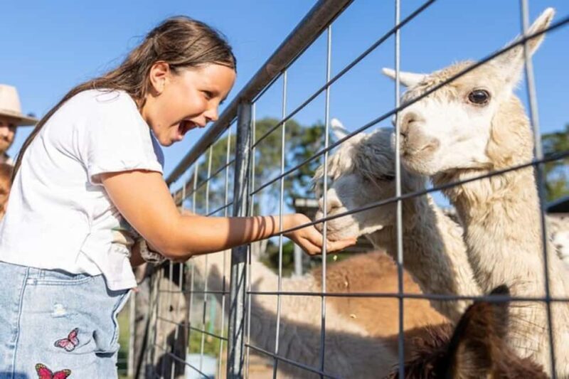 Brisbane: Trevena Glen Farm 1hr Animal Experience - Key Points