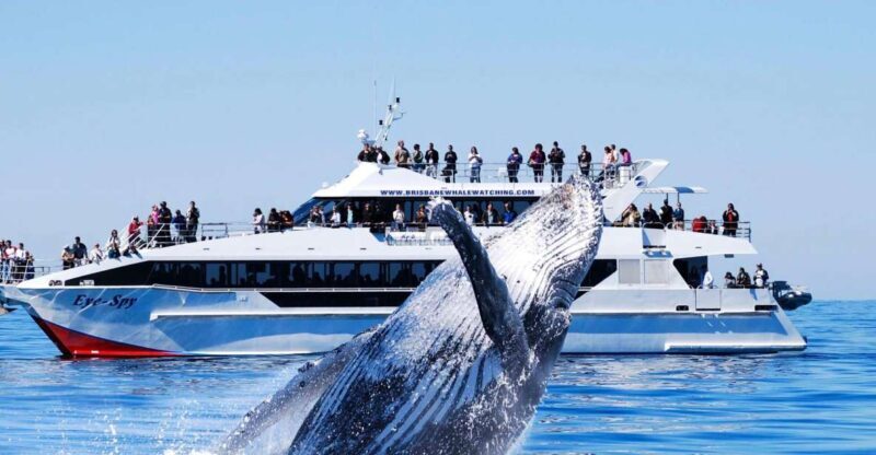 Brisbane: Whale Watching Cruise with Lunch - Introduction: Why This Tour Stands Out